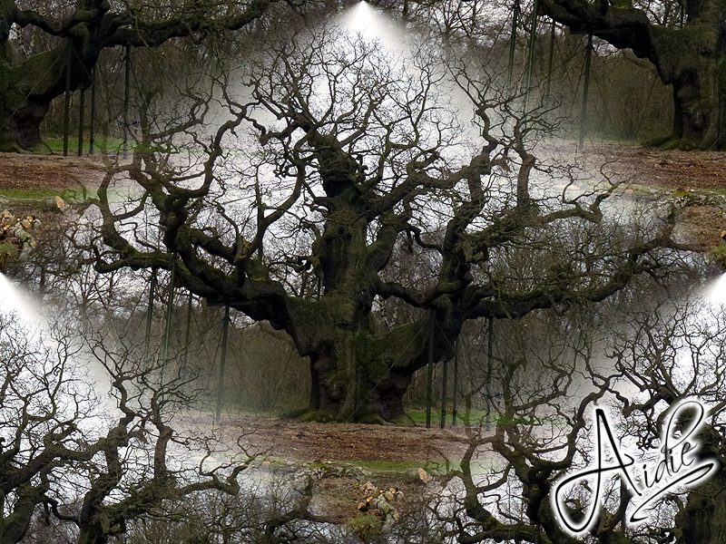 Major Oak in Sherwood Forest the Dukeries - England's finest living ...