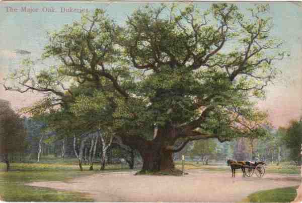 Major Oak in Sherwood Forest the Dukeries - England's finest living ...