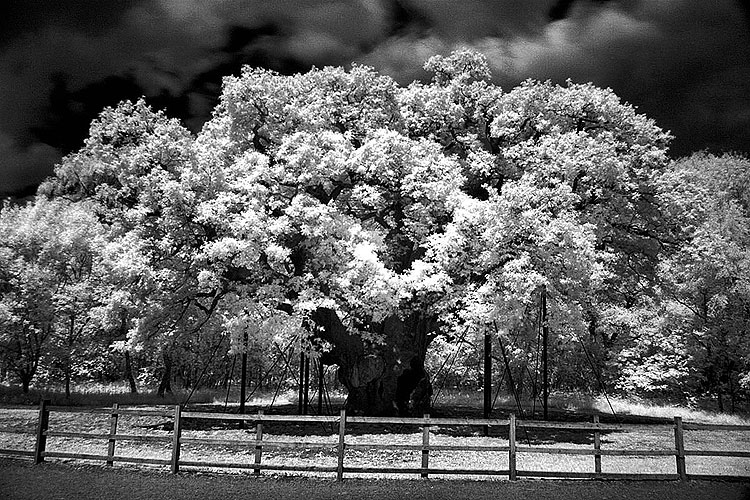 Major Oak in Sherwood Forest the Dukeries - England's finest living ...