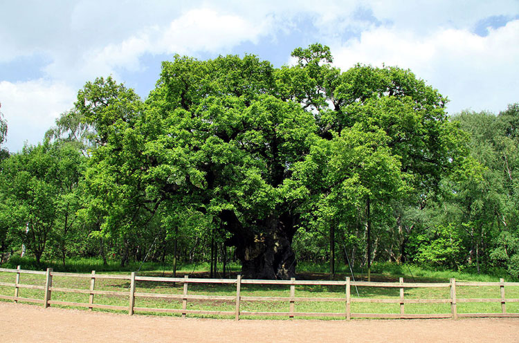 Major Oak in Sherwood Forest the Dukeries - England's finest living ...